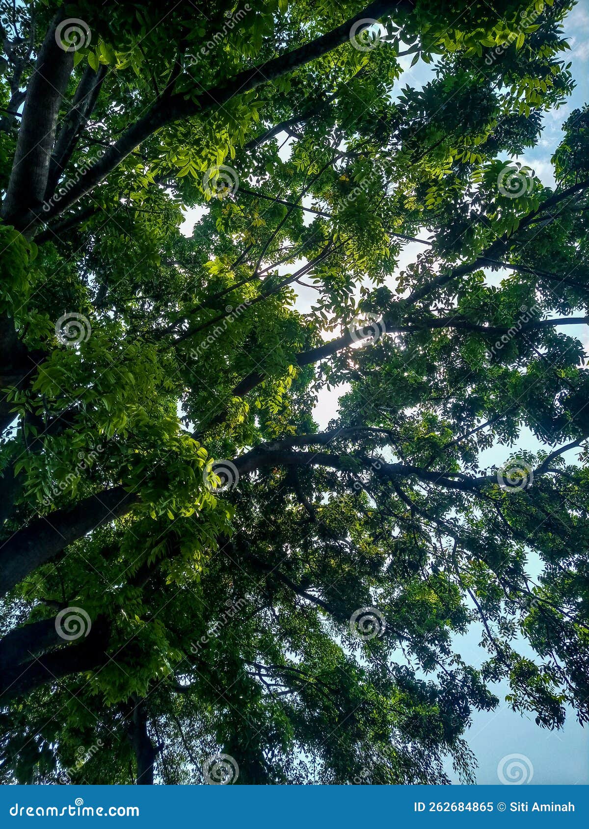 Light from a Gap in a Tree Branch Stock Image - Image of leaf, chemis ...