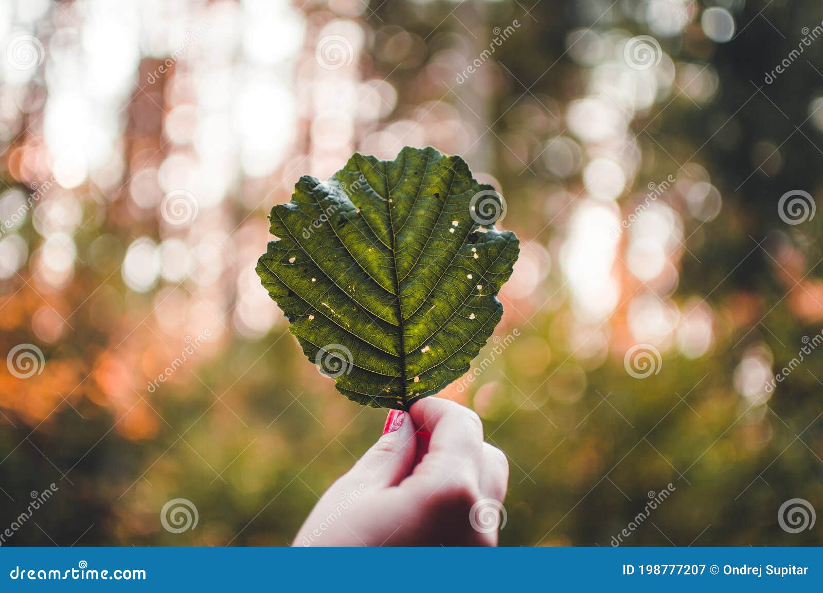 Light Going through the Fallen Leaf Stock Image - Image of autumn, leaf ...