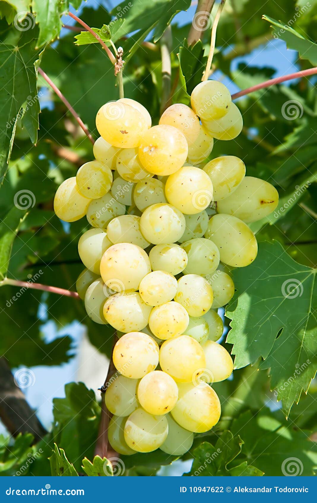 Light Grapes on Grapevine in a Vineyard Stock Photo - Image of industry ...