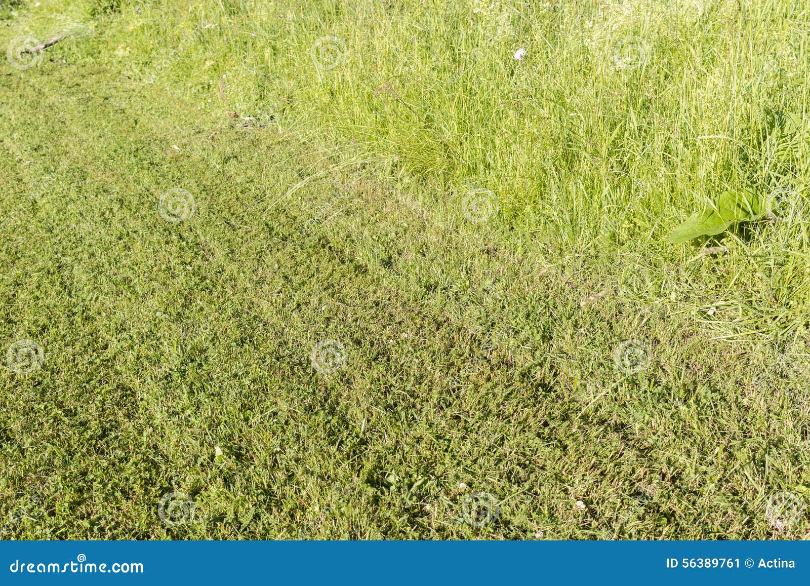 Light grass background stock image. Image of closeup - 56389761