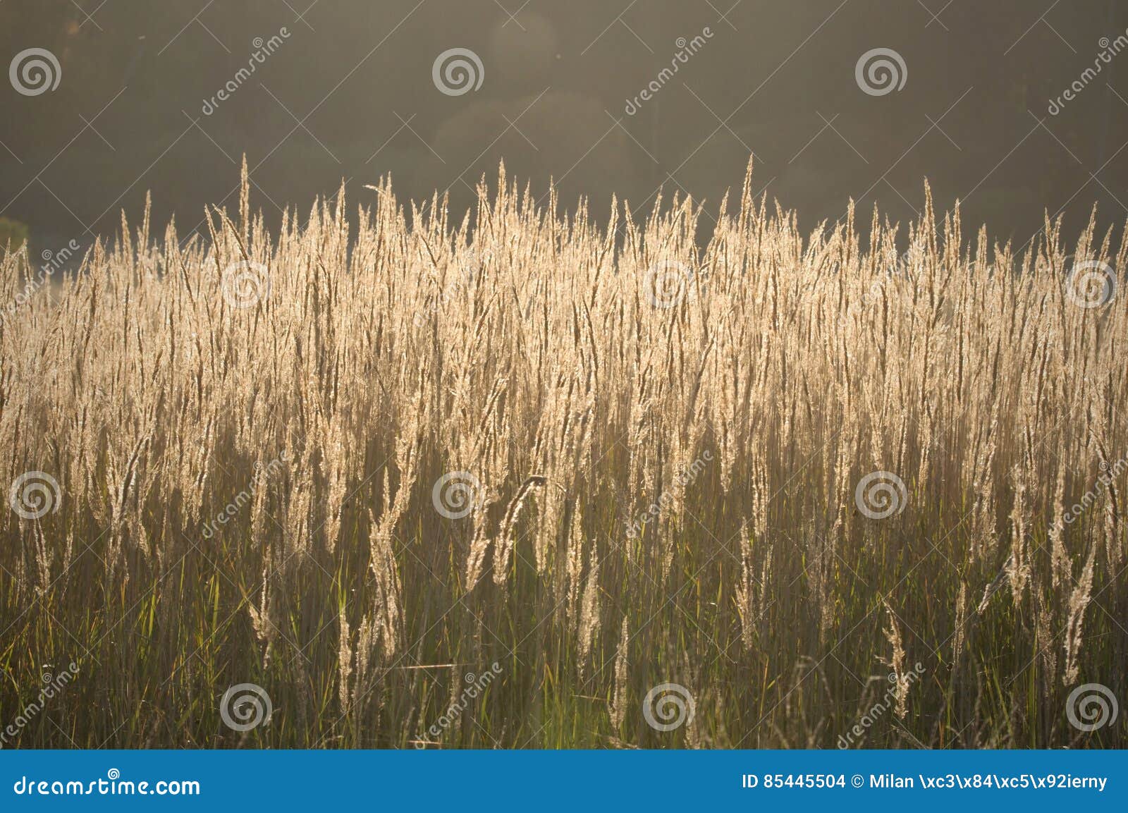 Light in the grass stock photo. Image of nature, thickset - 85445504