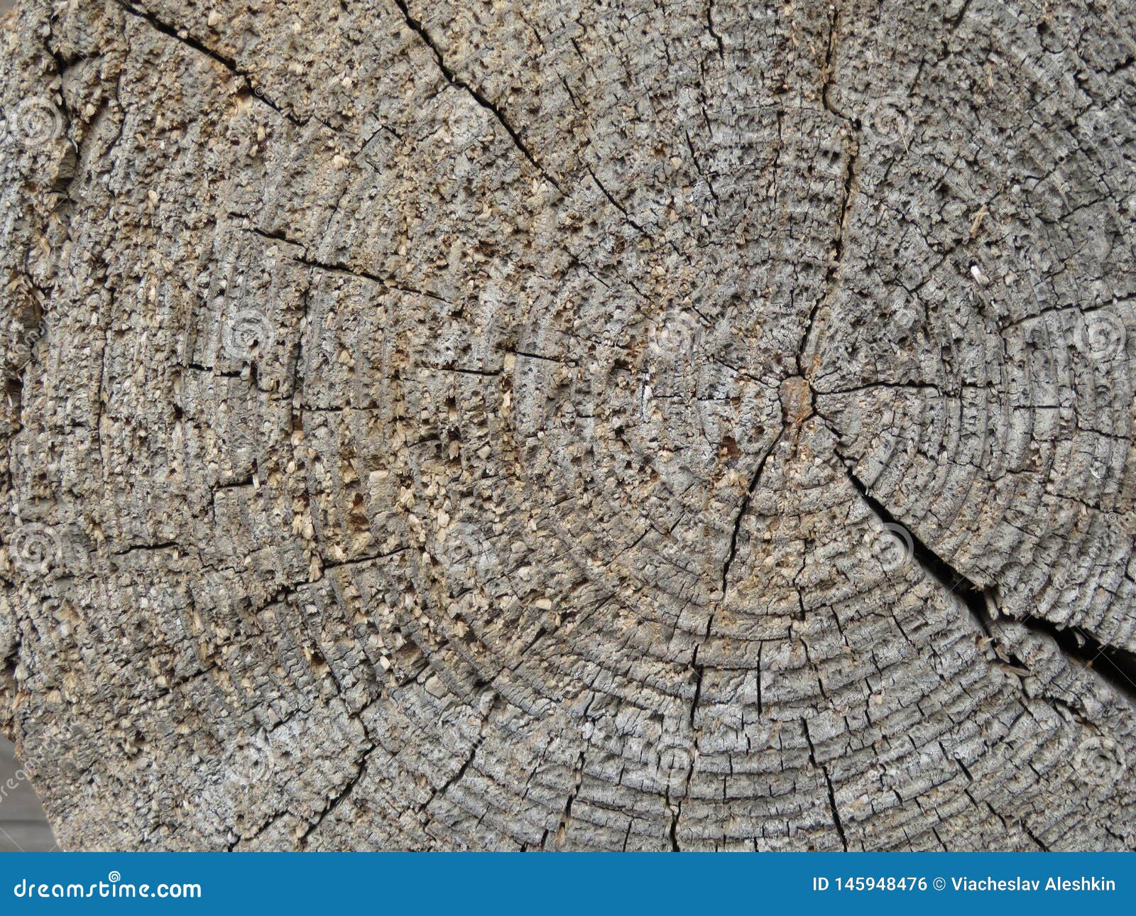 Light Gray Background Color - Log Cut Structure Stock Photo - Image of ...