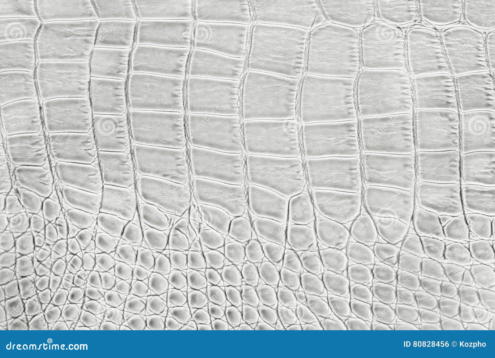 Crocodile Texture Stock Image | CartoonDealer.com #20206915