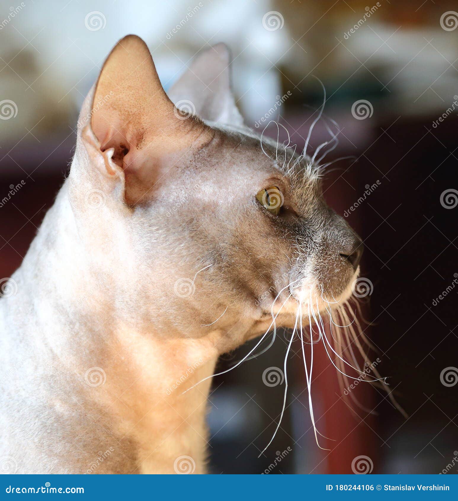 Light Gray Hairless Peterbald Cat Profile Stock Photo - Image of ...