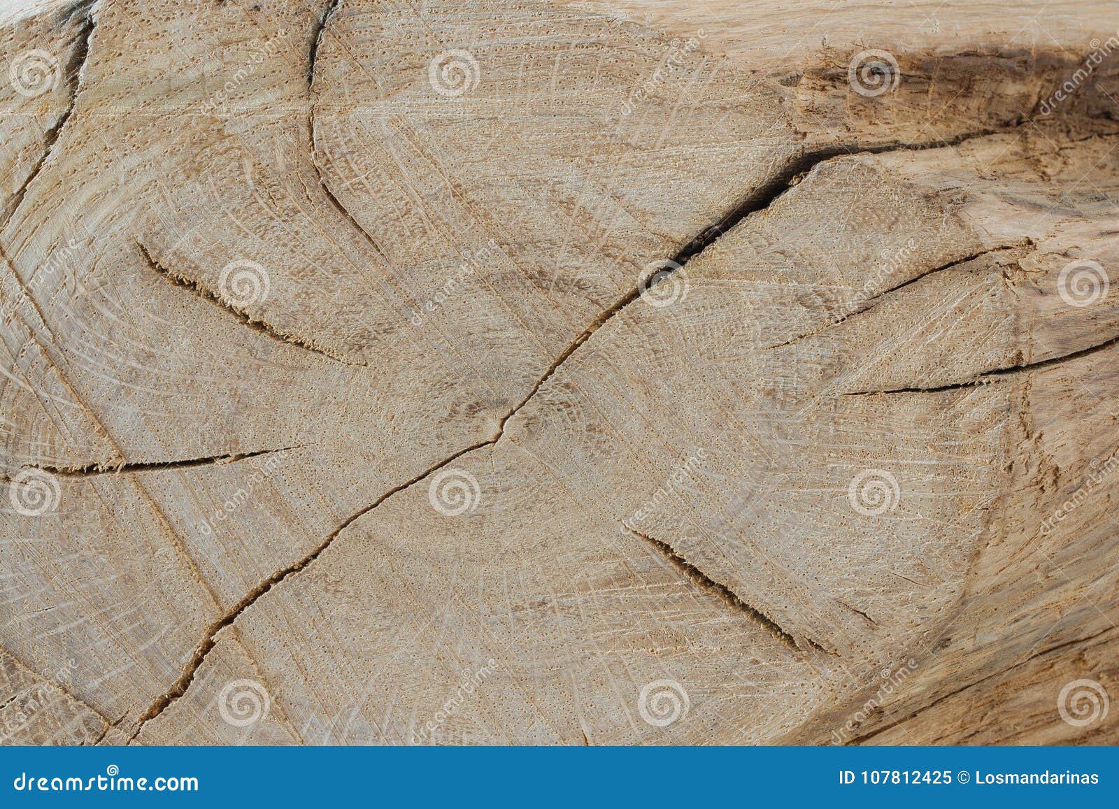 Light Gray Oak Wood Texture Stock Image - Image of gray, striped: 107812425