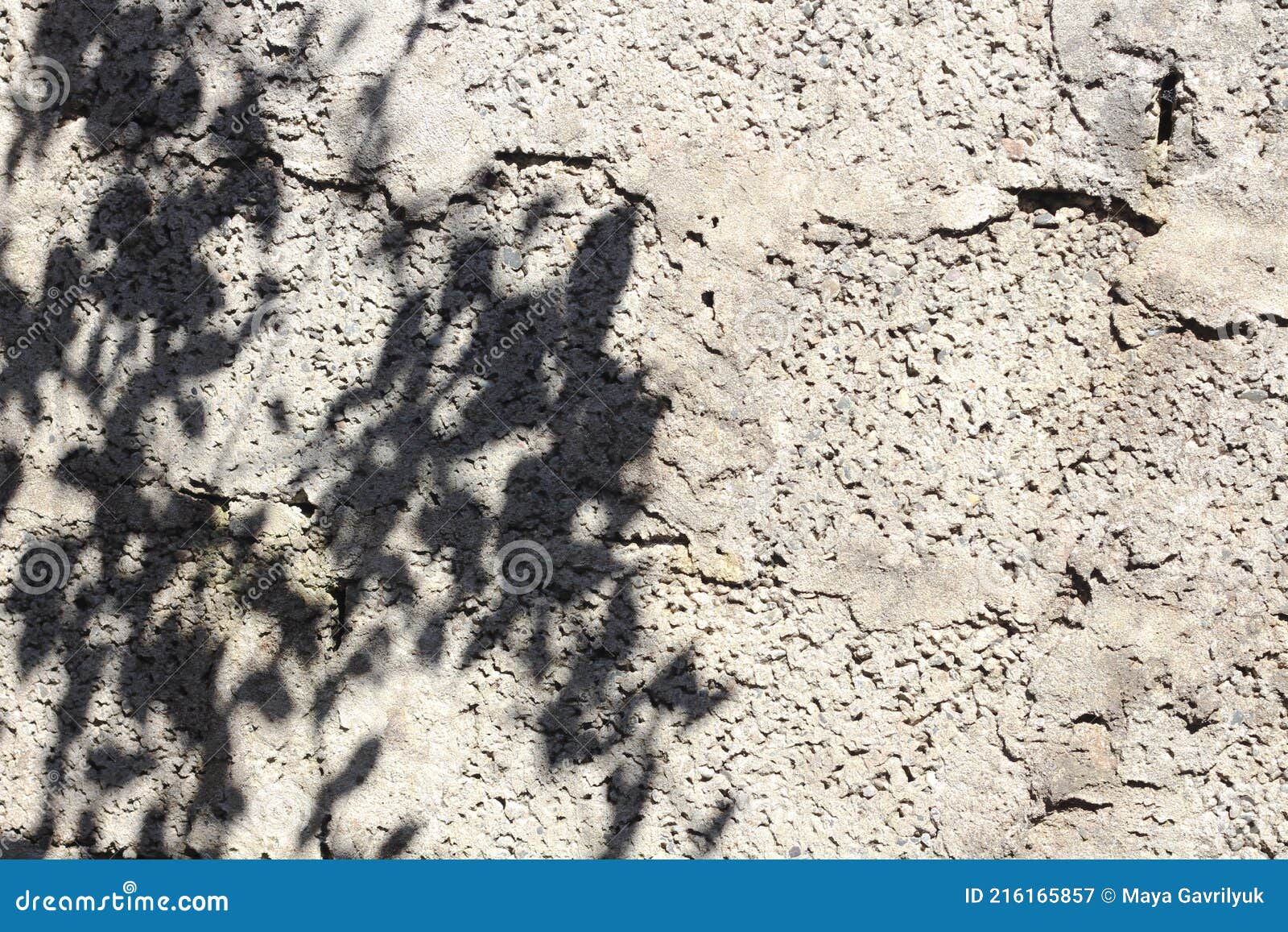 Light Gray Rough Wall Background with Tree Leaves Shadows Stock Image ...