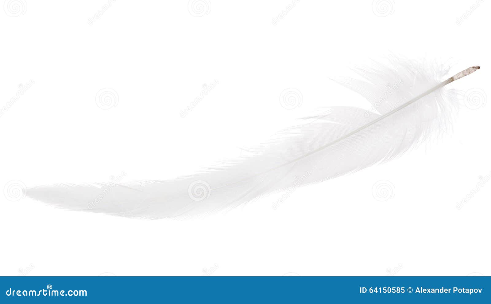 Light Gray Thin Long Isolated Feather Stock Image - Image of feather ...
