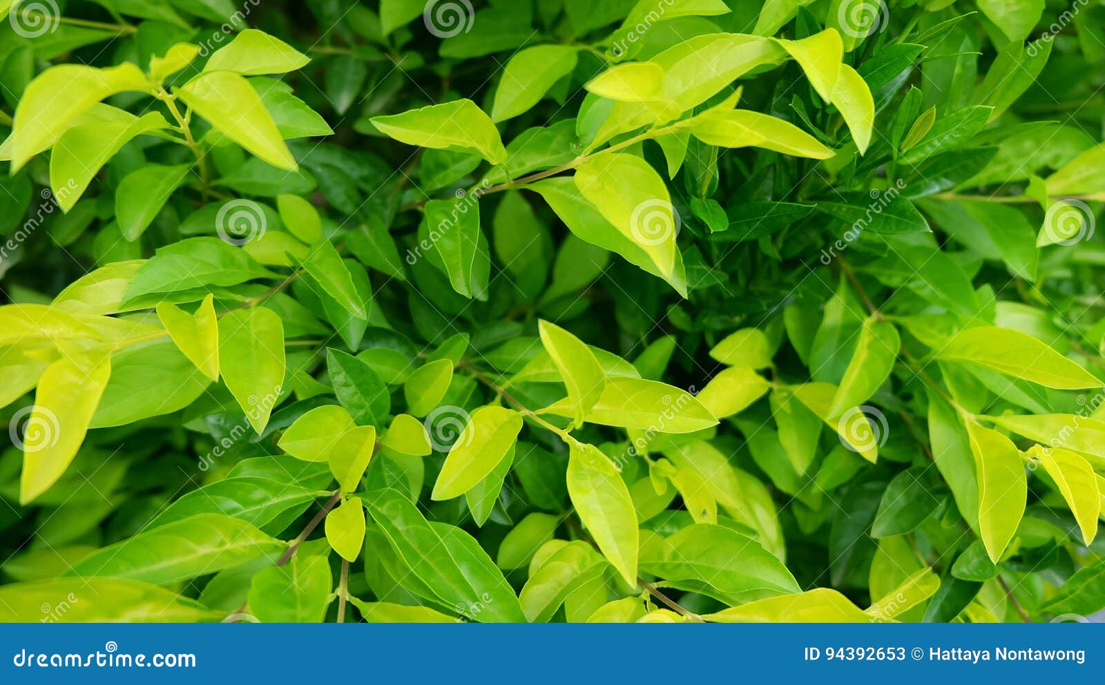 The Light Green stock image. Image of outdoor, fresh - 94392653