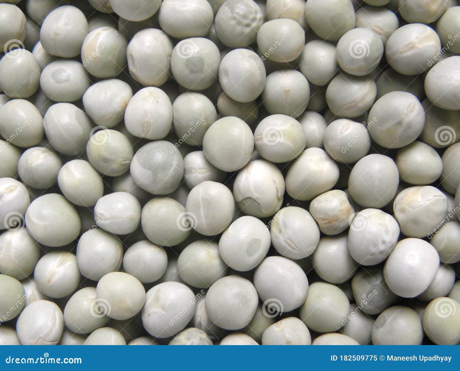 Light Green Color Dried Peas Stock Image - Image of color, grain: 182509775