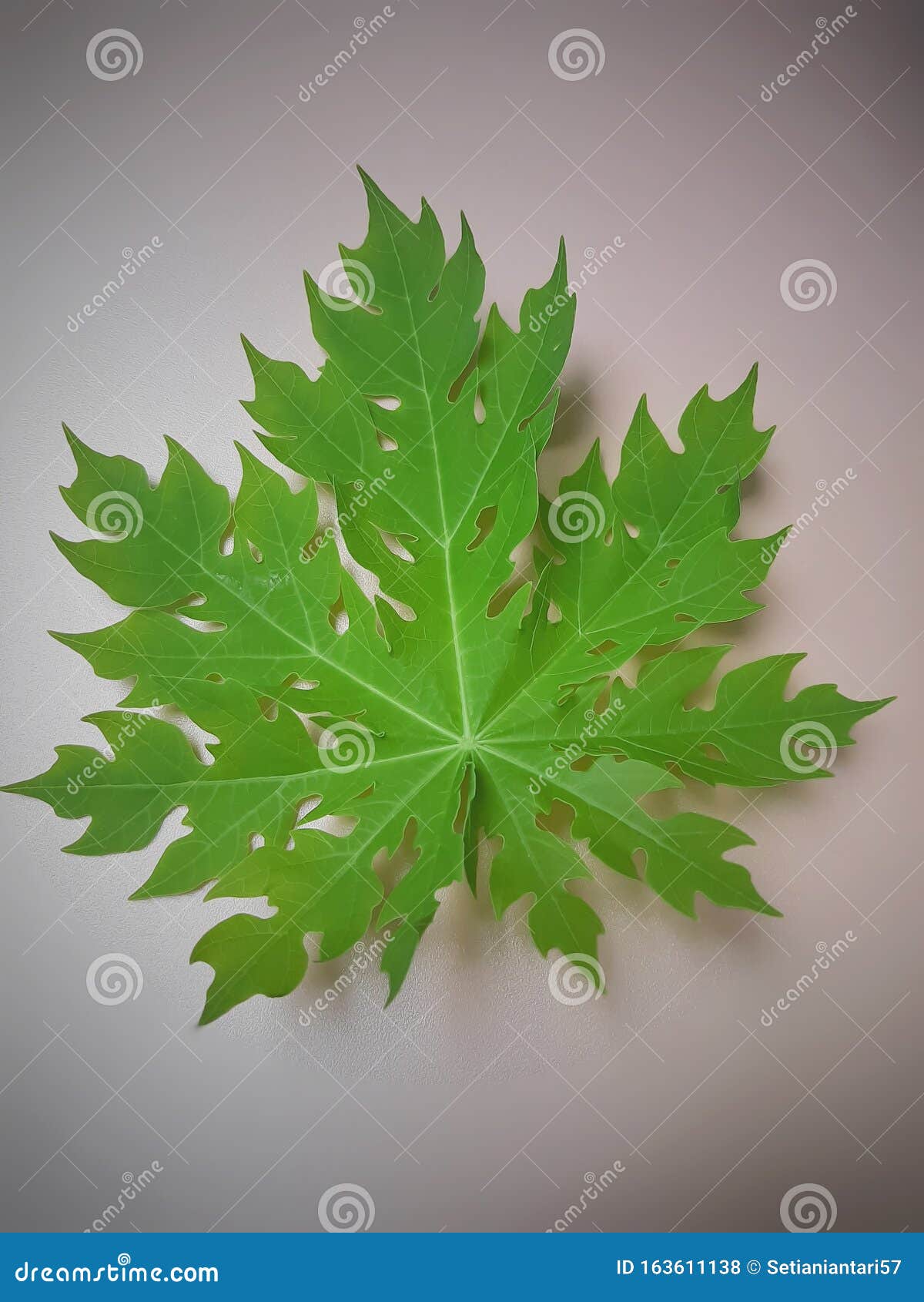 Light Green Colored of Young Papaya Leaf Which Has a Unique Shape Stock ...