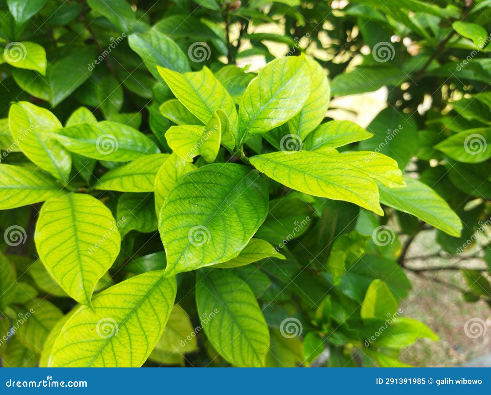Light Green Colour Leaves As Beautiful Background Stock Image - Image ...
