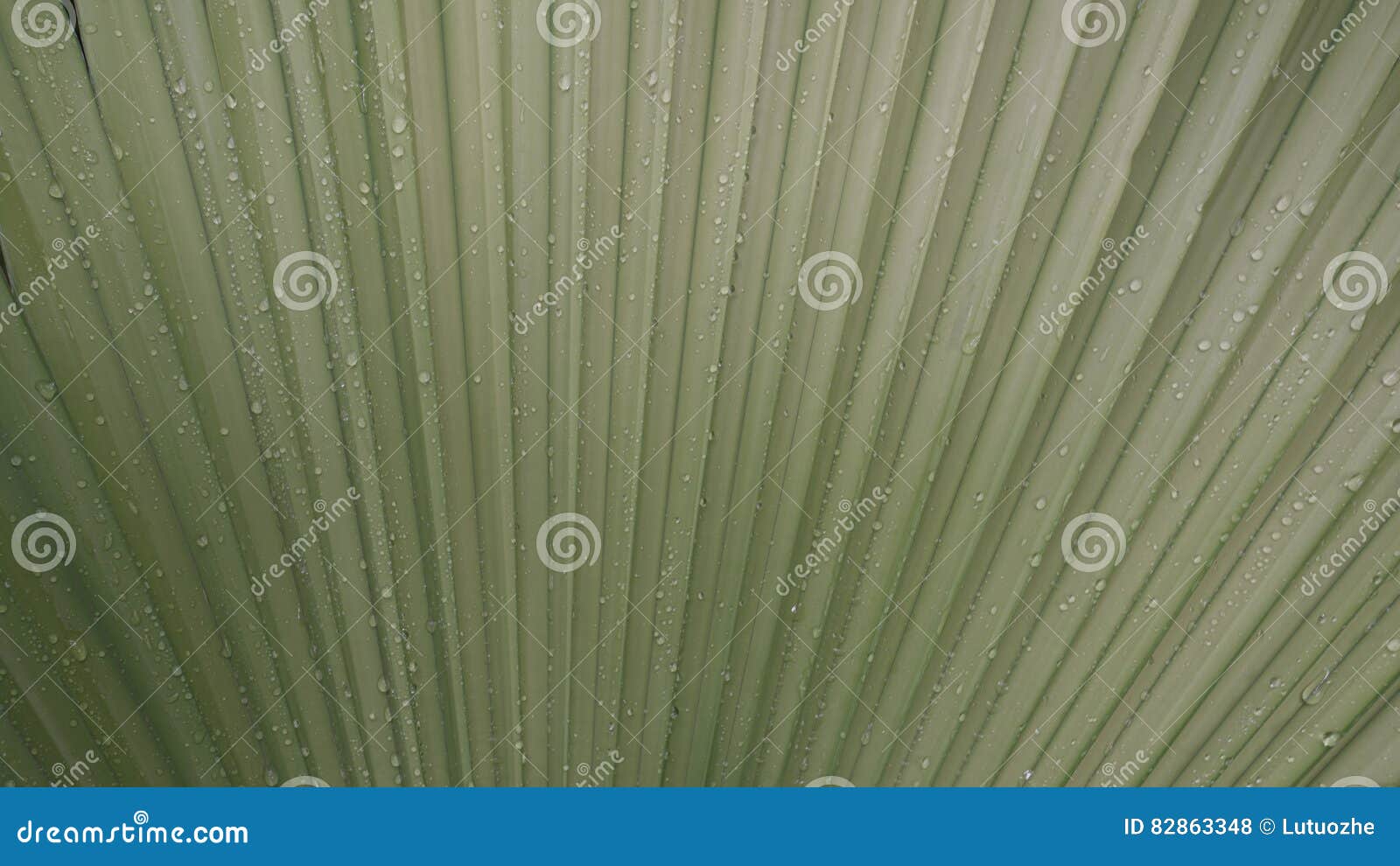 Light Green Fan-shaped Leaves Background Texture Stock Photo - Image of ...
