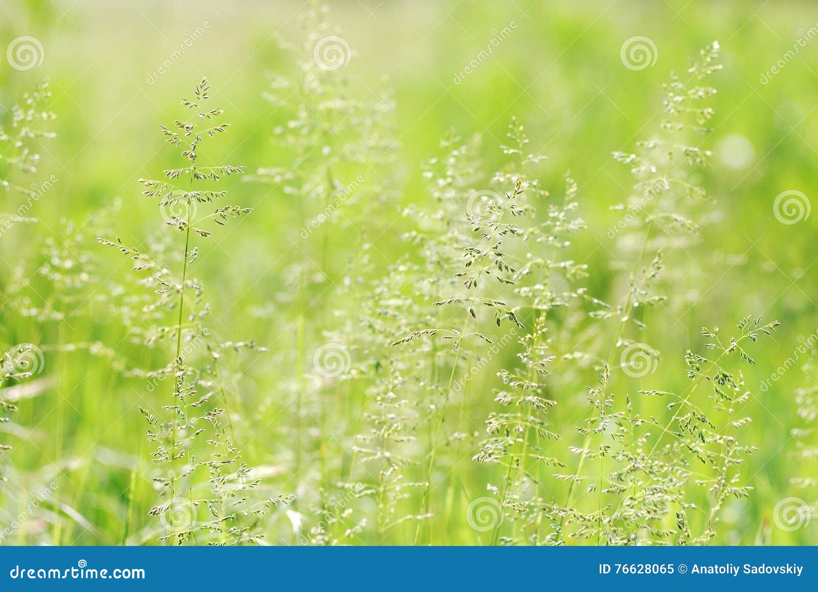 Light green grass stock image. Image of close, nature - 76628065