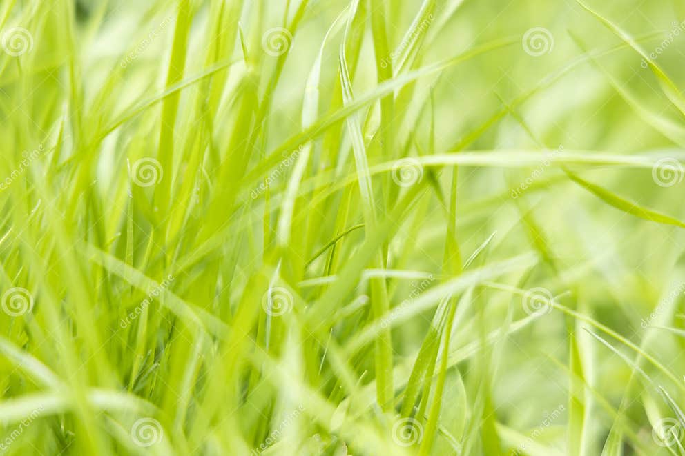 Light Green Grass Texture. a Field of Tall Fresh Grass Stock Image ...
