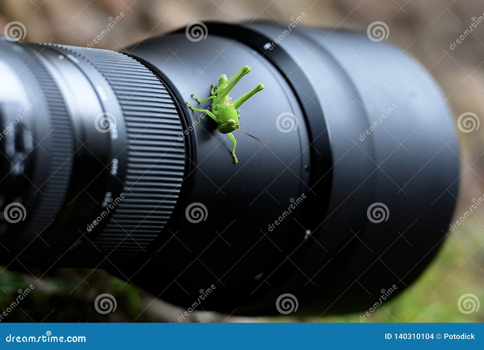 Light Green Grasshoppers Perched Above the Camera Lens Stock Photo ...