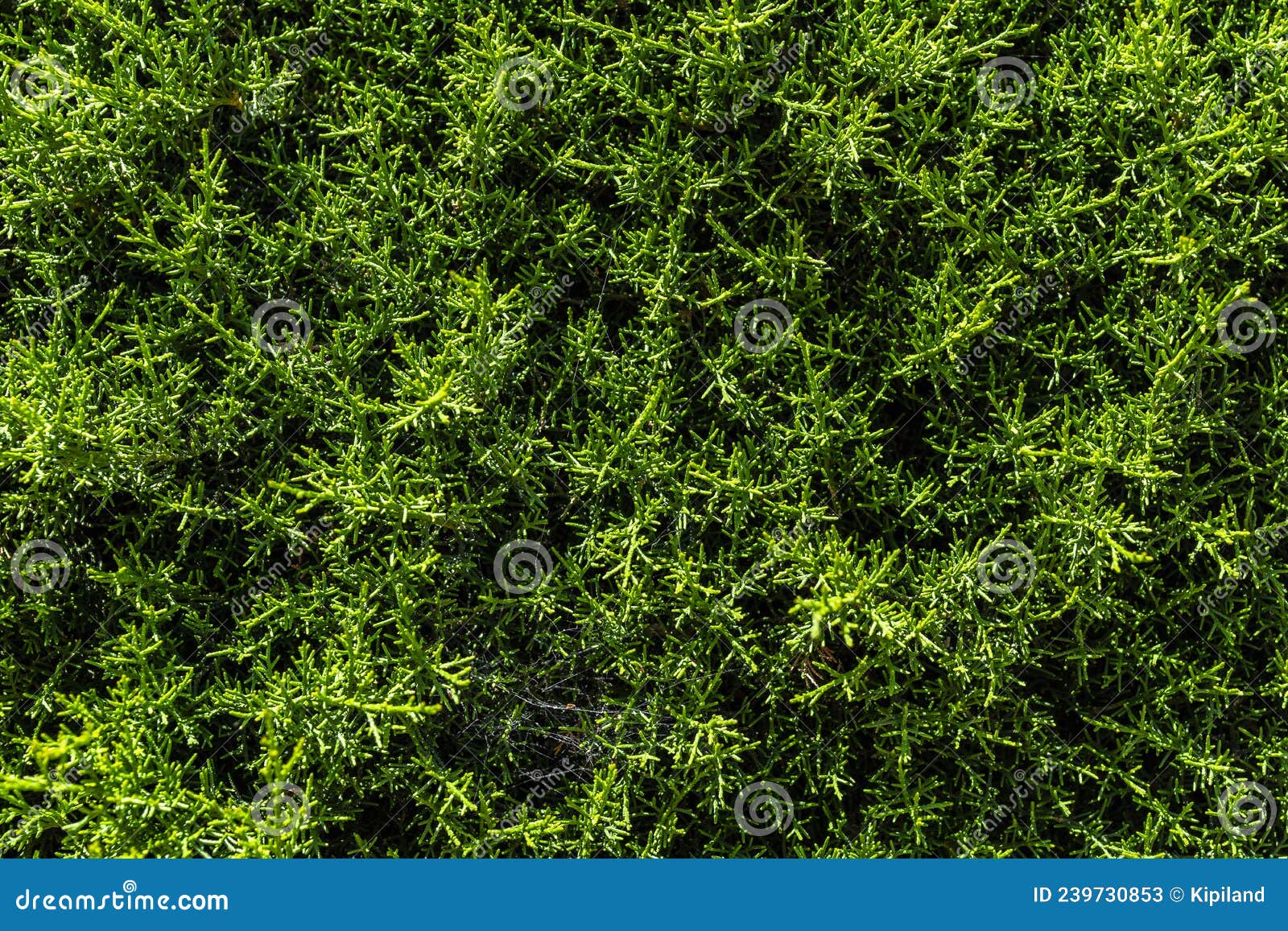 Light Green Hedge Texture Background Stock Image - Image of green ...