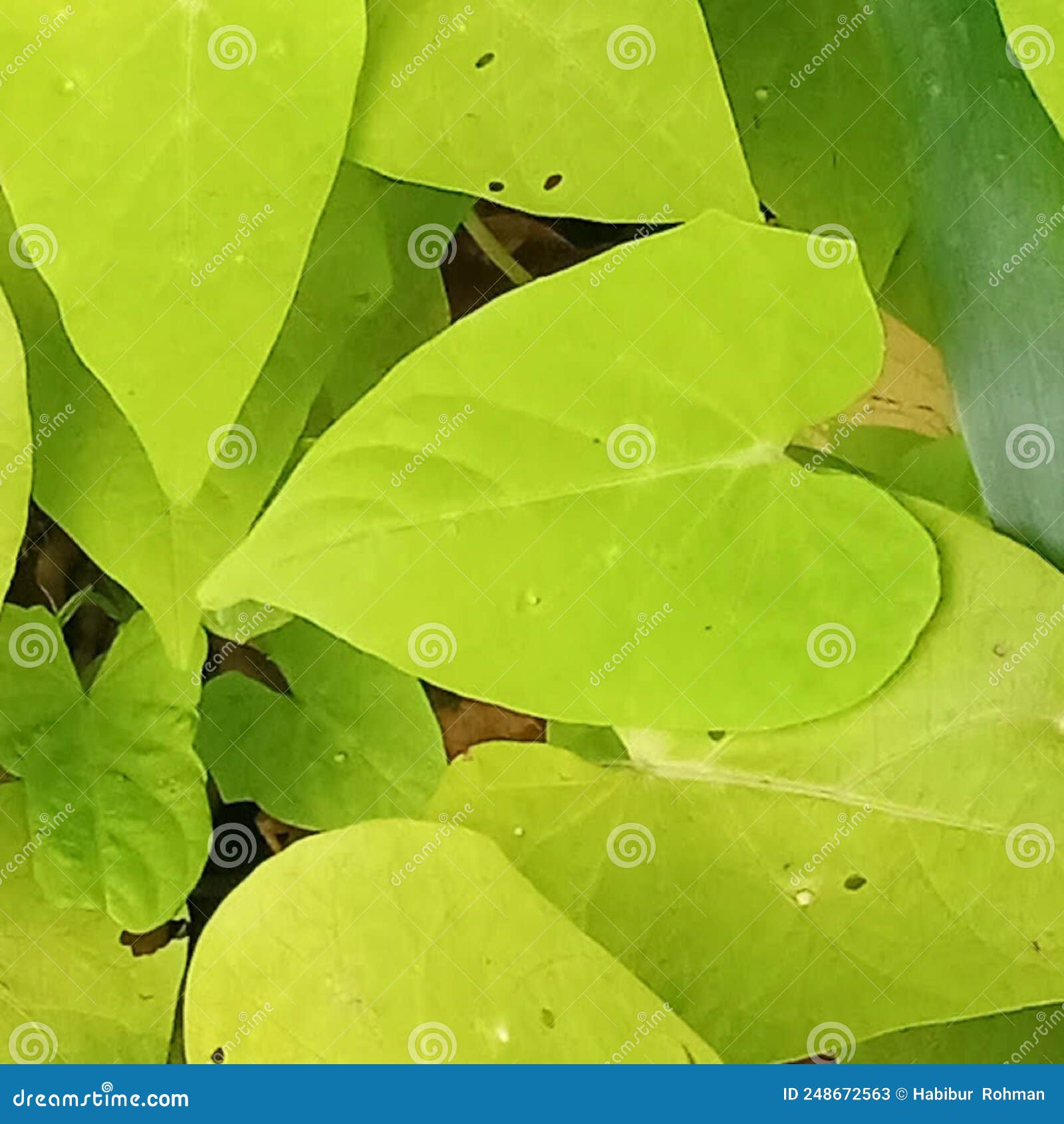 Light Green Leaf Concept with Nature Background and Natural Structure ...