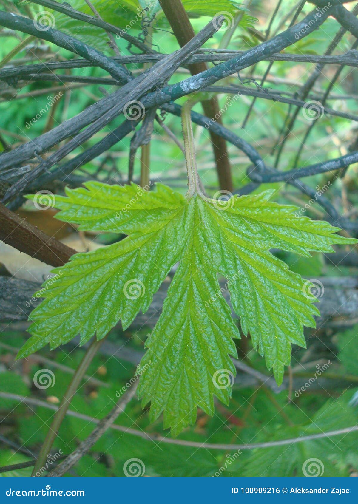 Strange leaf stock photo. Image of daytime, park, flower - 100909216