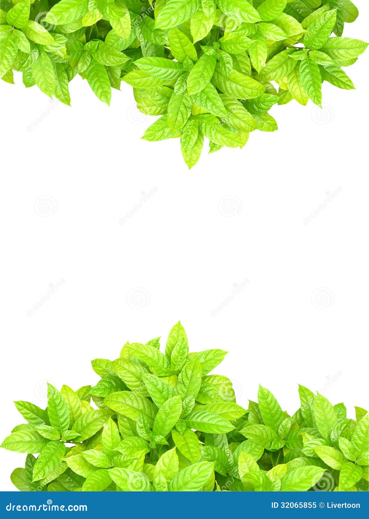Light Green Leaf Frame and White Stock Image - Image of freshness ...