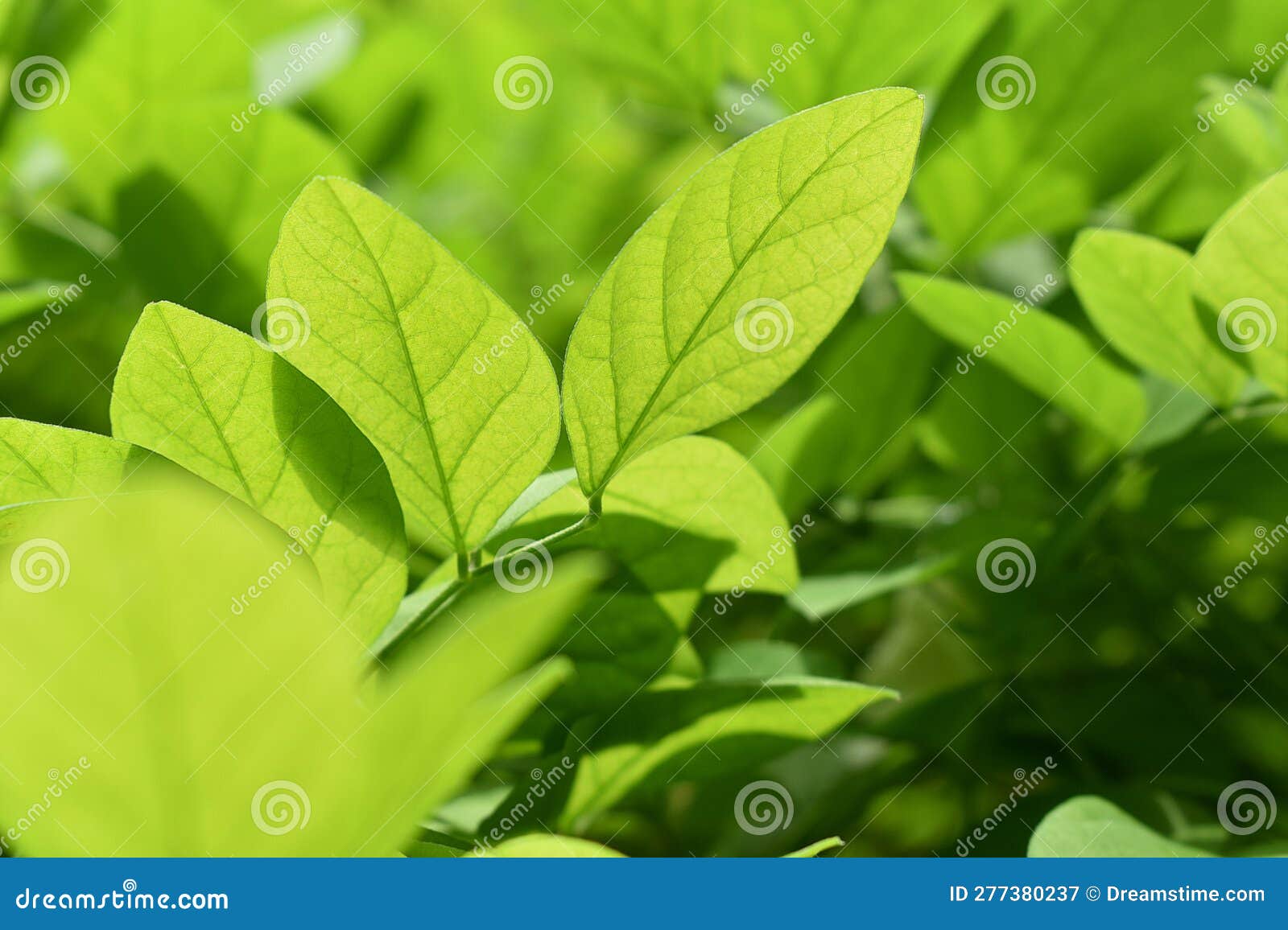 Light Green Leaf - Outdoor Leaf Photography Stock Image - Image of ...