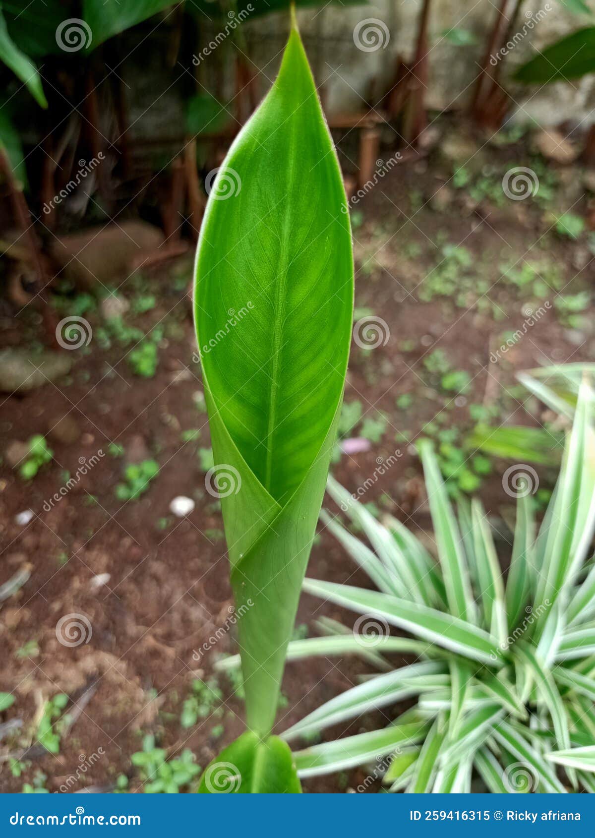 Light Green Leaf Rolls Look so Refreshing Stock Image - Image of look ...