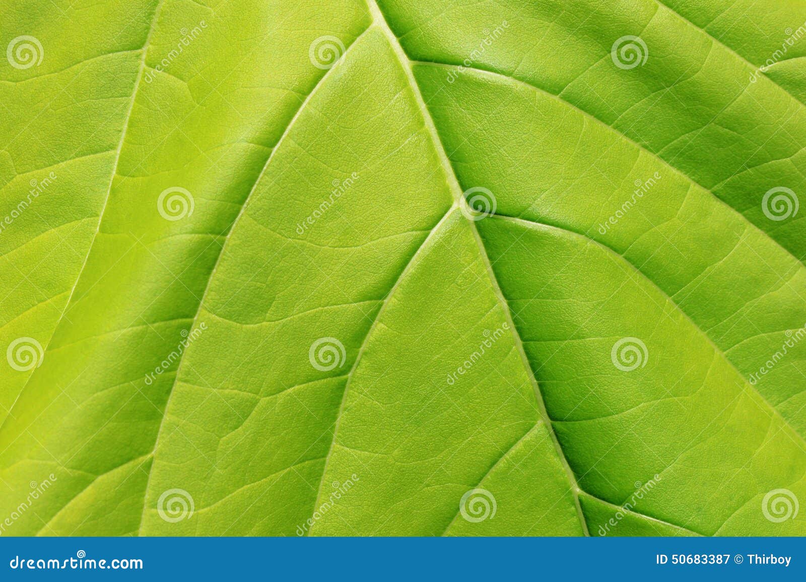 Light green leaf texture stock image. Image of environment - 50683387