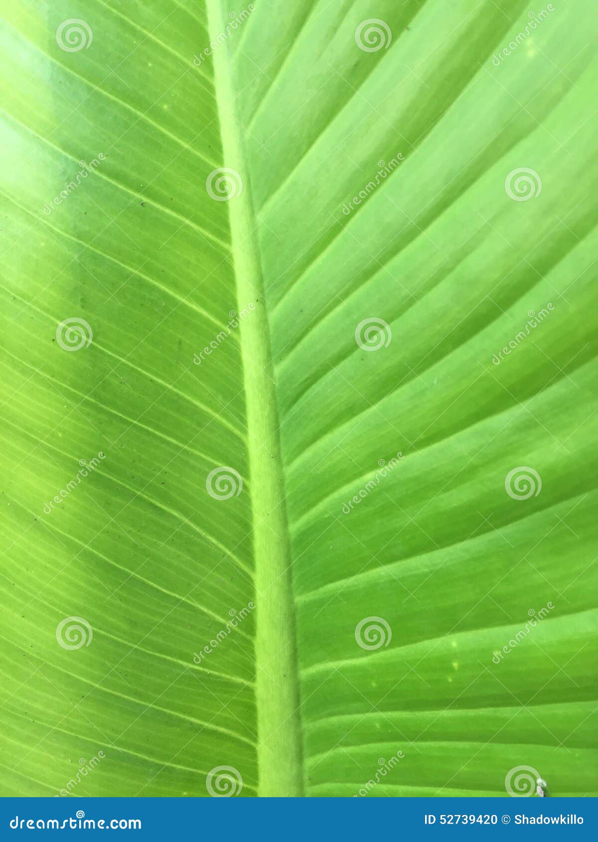 Light green leaf stock photo. Image of green, wallpaper - 52739420