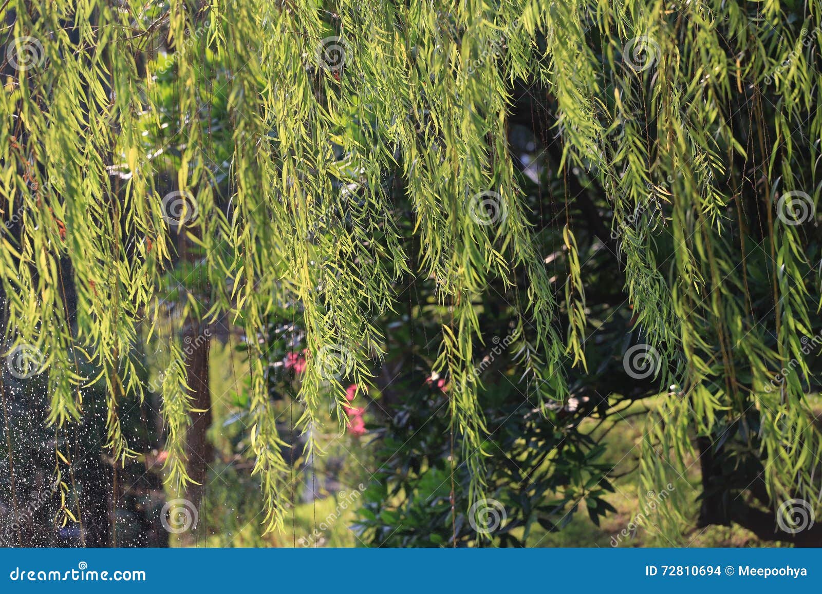 Light Green Leaf on Tree and Have Sunlight of Tropical Garden. Stock ...