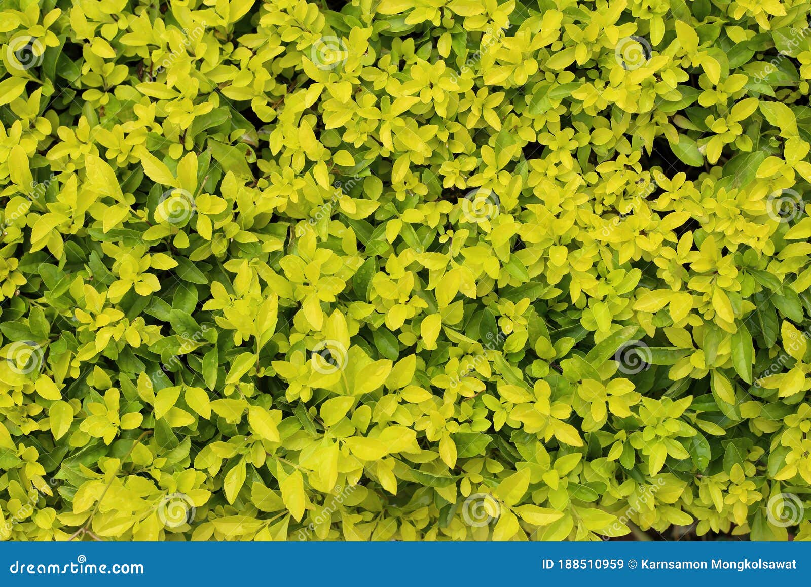 Light Green Leaves Bush, Natural Background Stock Image - Image of ...