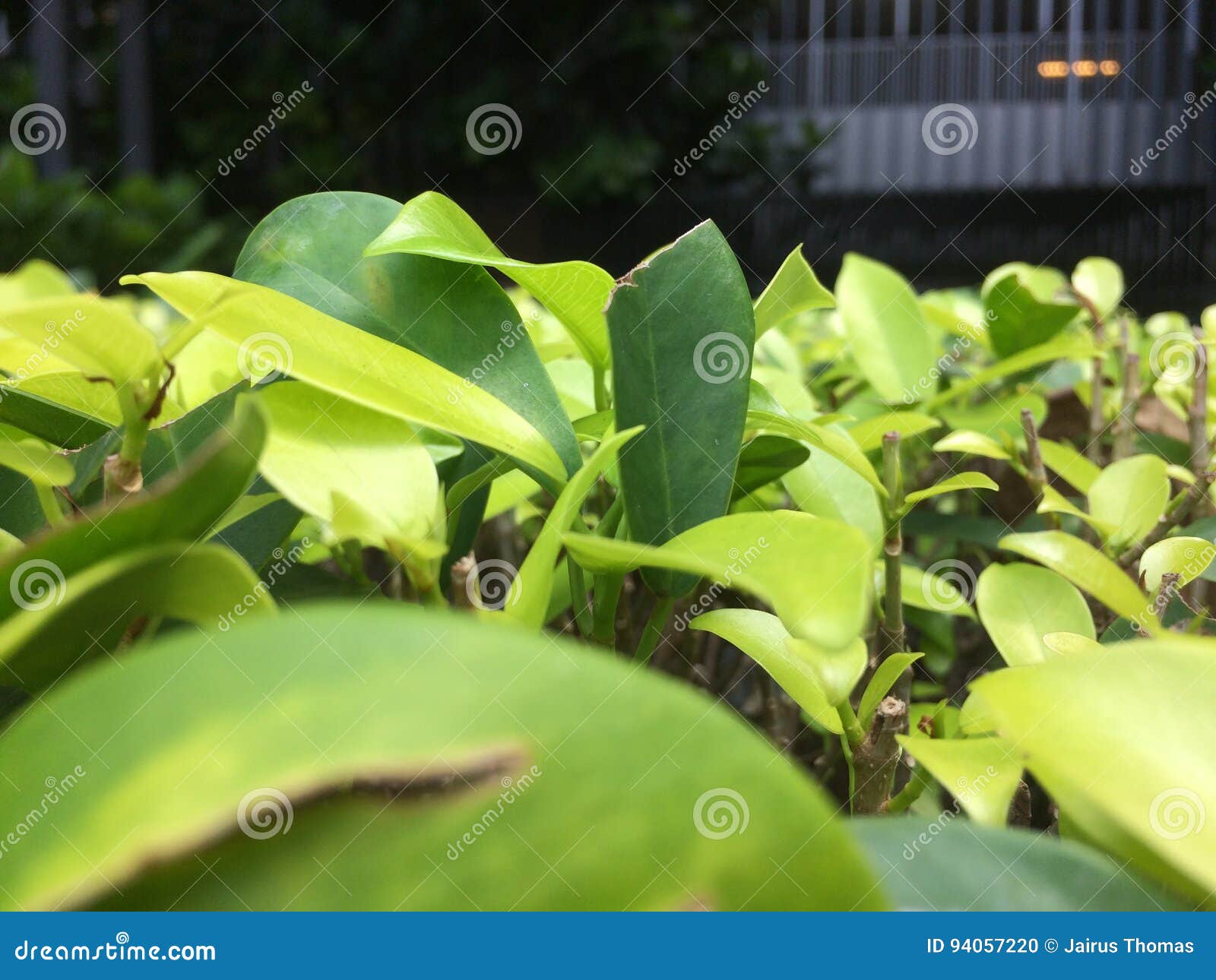 Light green leaves stock photo. Image of green, leaves - 94057220
