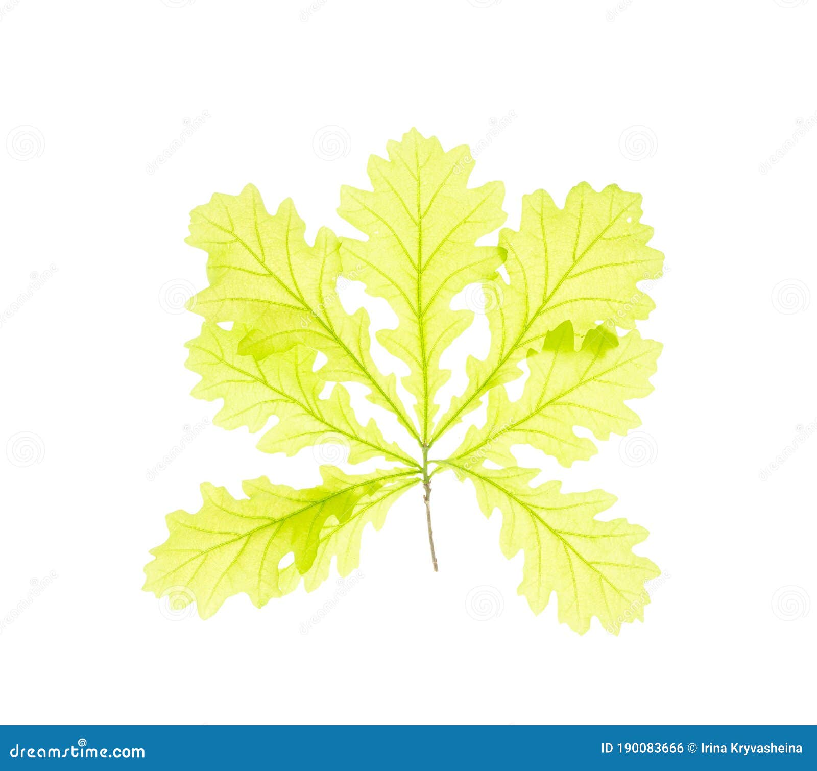 Light Green Leaves of Quercus Tree Isolated on White Background Stock ...