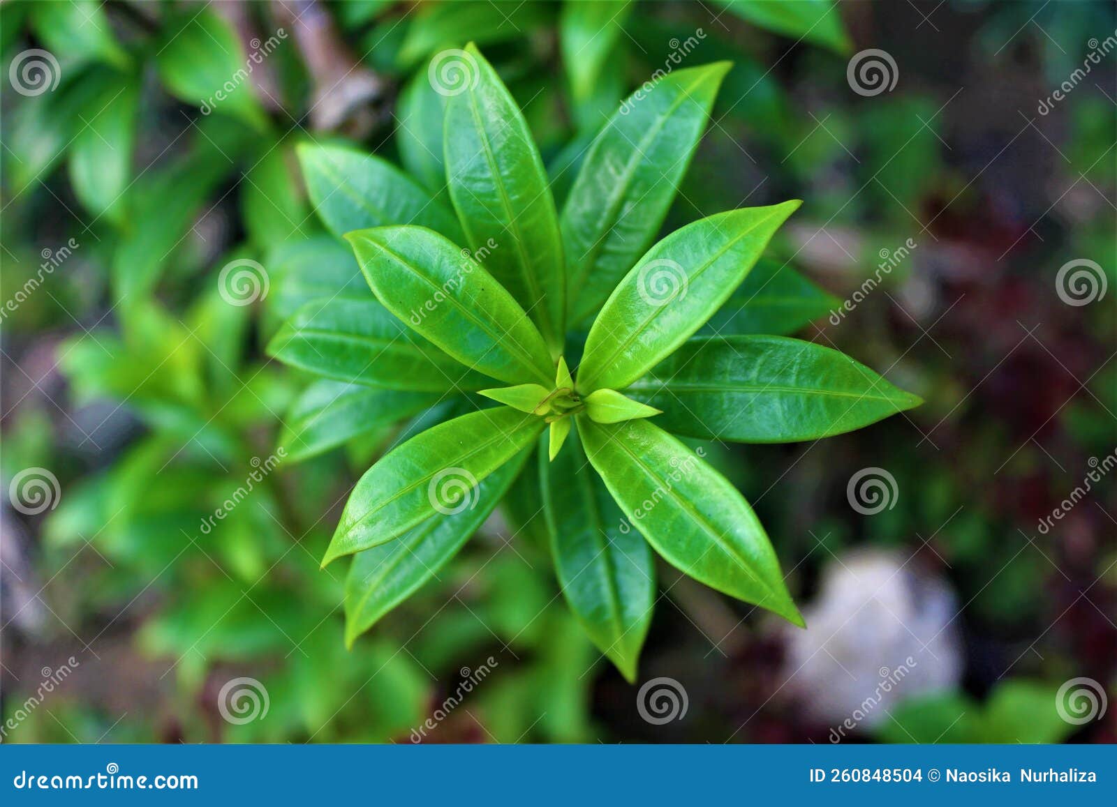 Light Green Leaves with Sharp Edges Stock Photo - Image of blossom ...