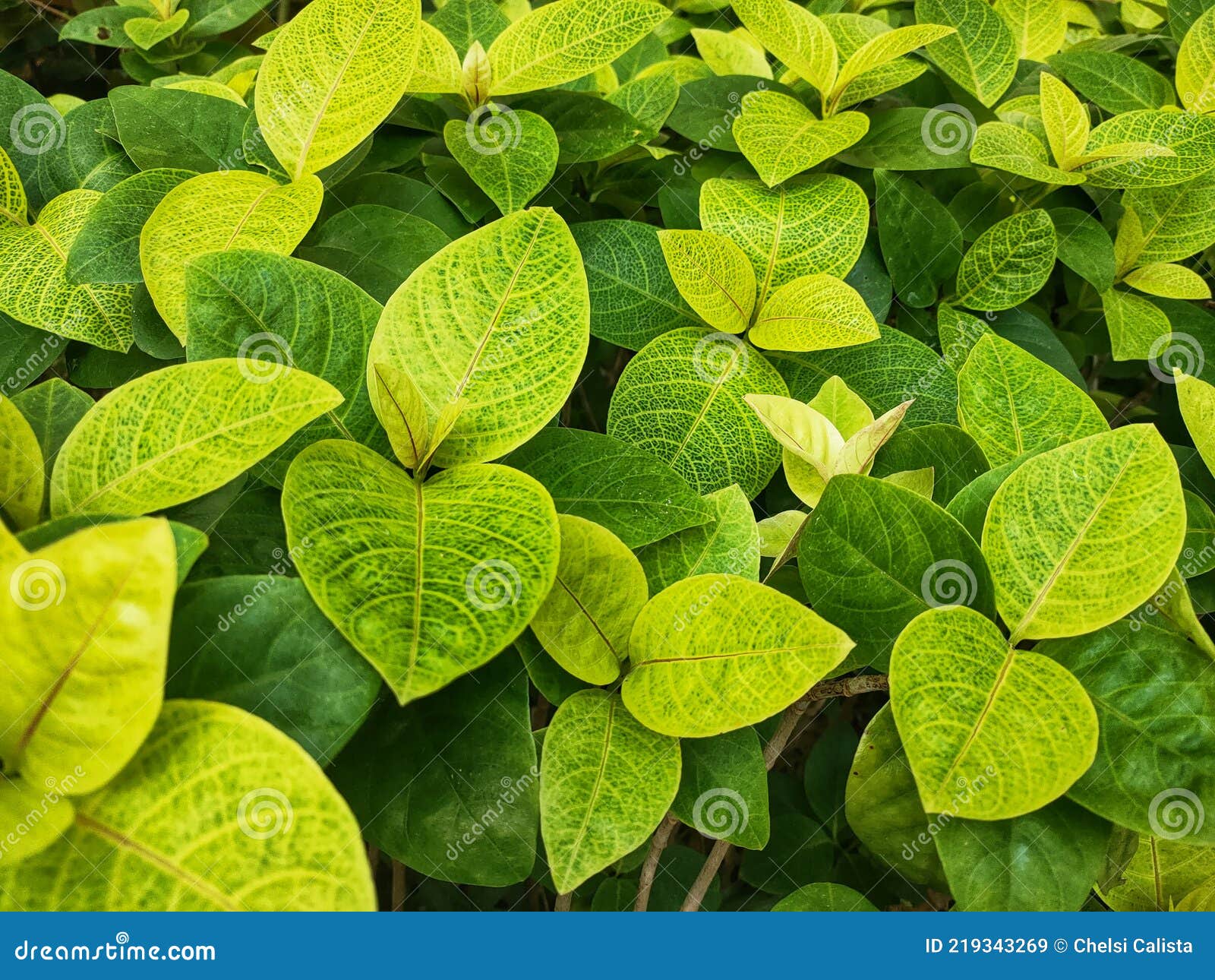 Light Green Leaves Texture Background Stock Image - Image of produce ...
