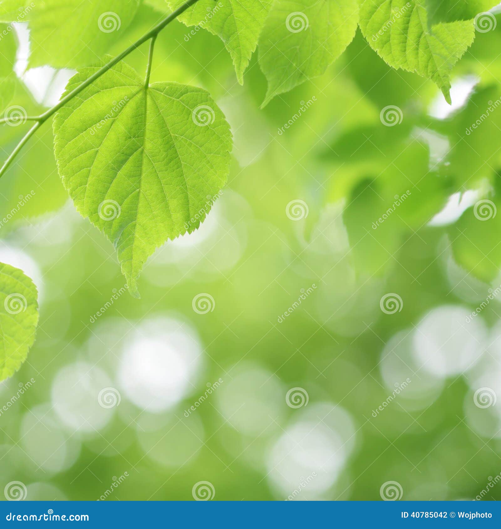 23,066 Eco Tree Light Green Background Stock Photos - Free & Royalty ...
