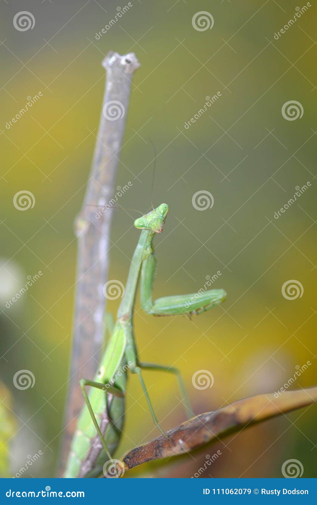 Inquisitive Mantis stock image. Image of antenna, eyes - 111062079