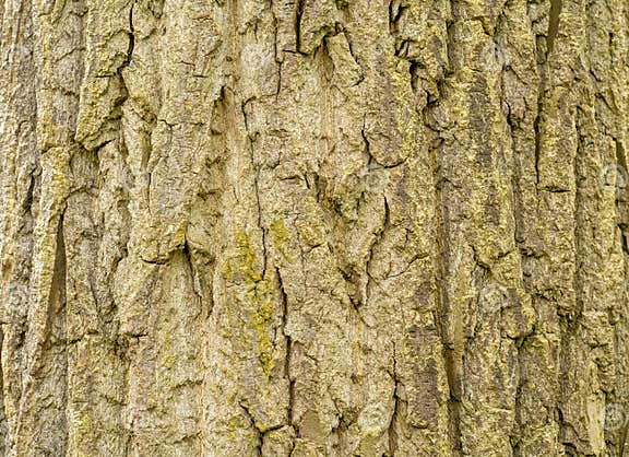 Light Green Natural Tree Bark Rough Background Texture, Full Frame ...