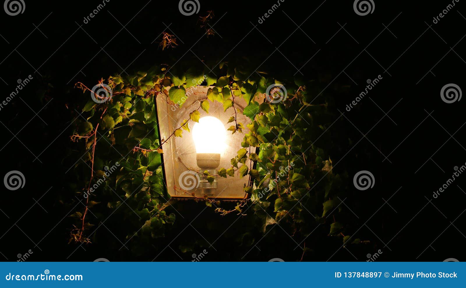 Light green night stock image. Image of plants, green - 137848897