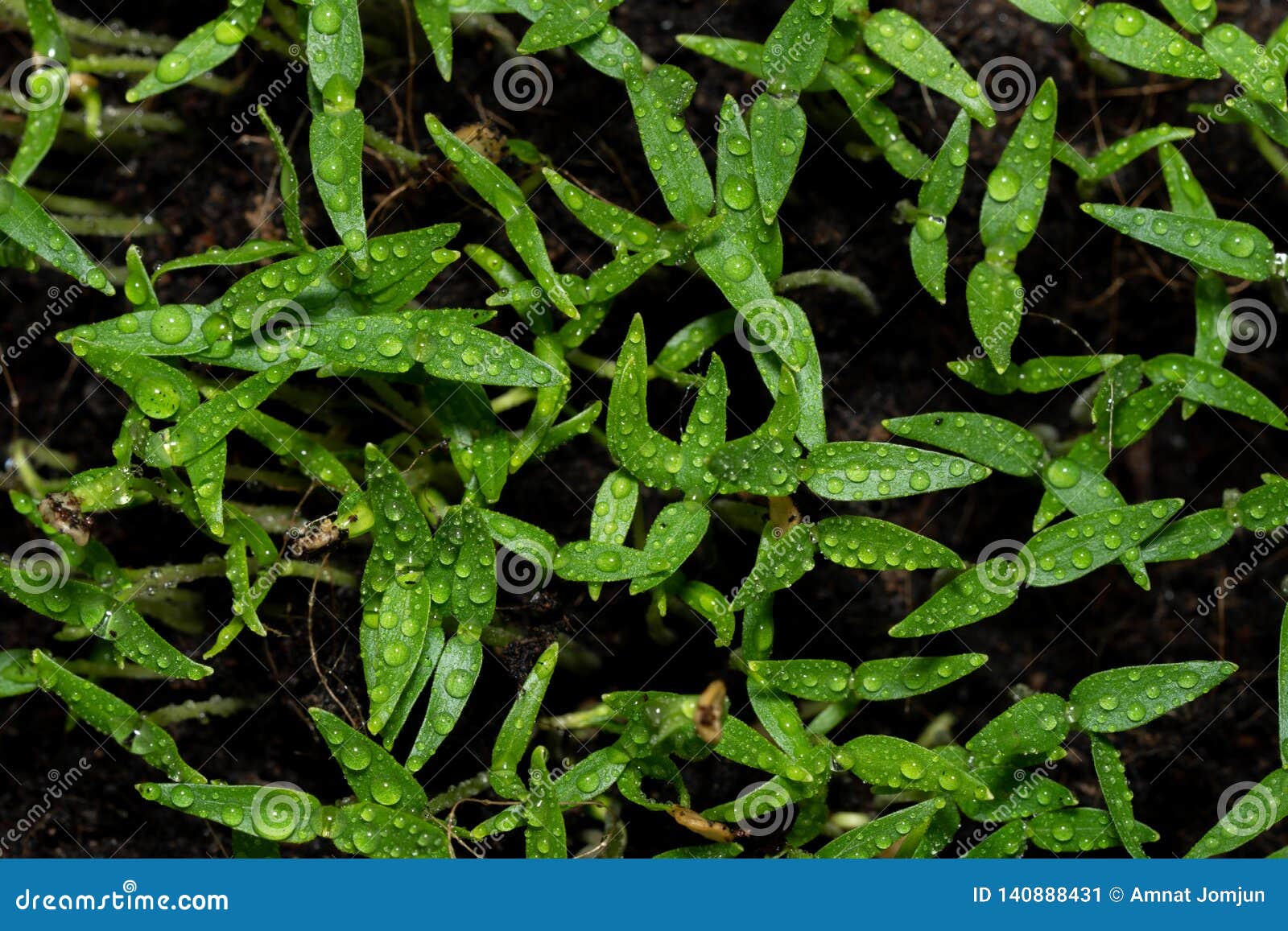 Chilli seedlings stock image. Image of macro, chilli - 140888431