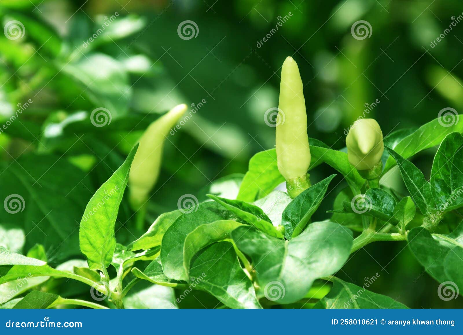 Light Green Peppers on the Tree Stock Image - Image of environment ...