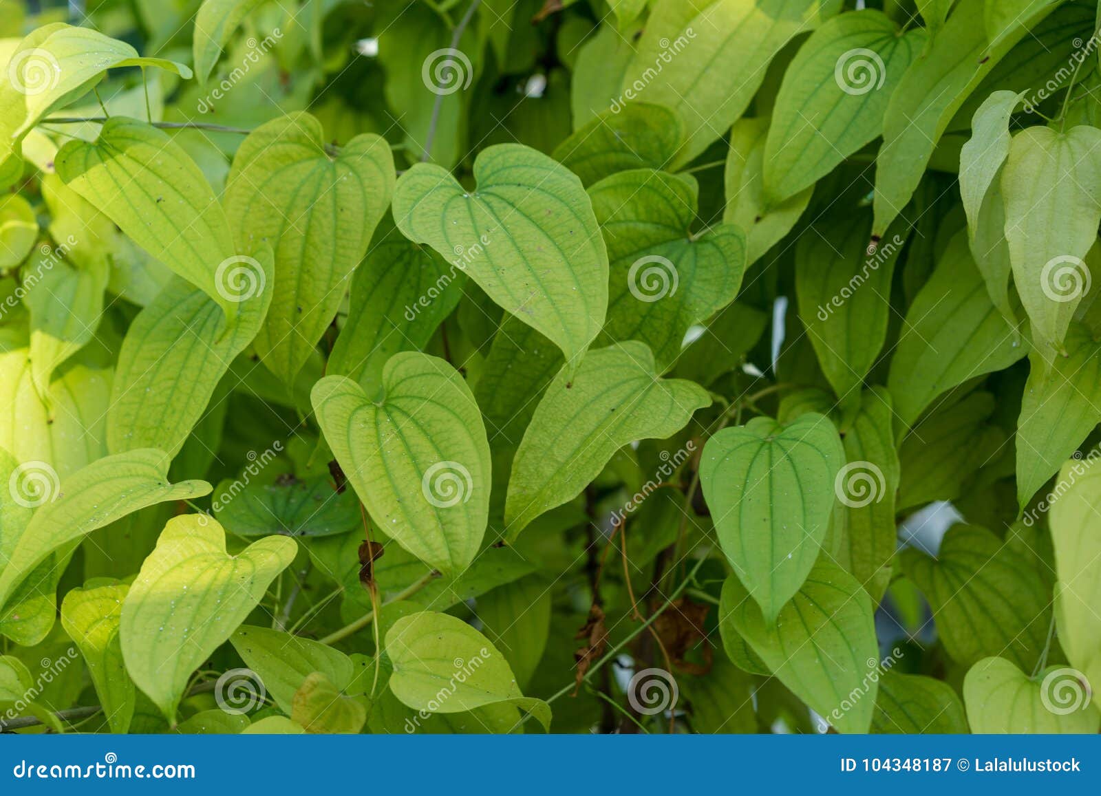 Light Green Plant Leaf of Dioscorea Basiclavicaulis Background Pattern ...