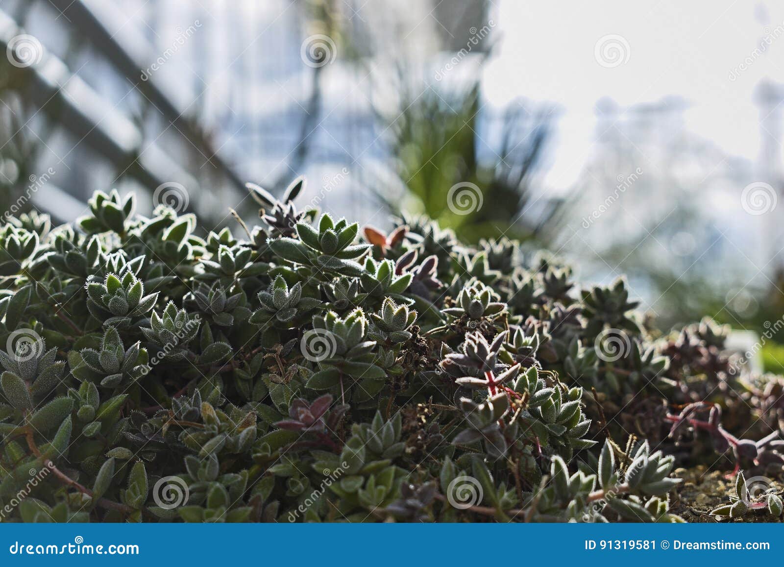Light green plant stock image. Image of landscape, sunnt - 91319581