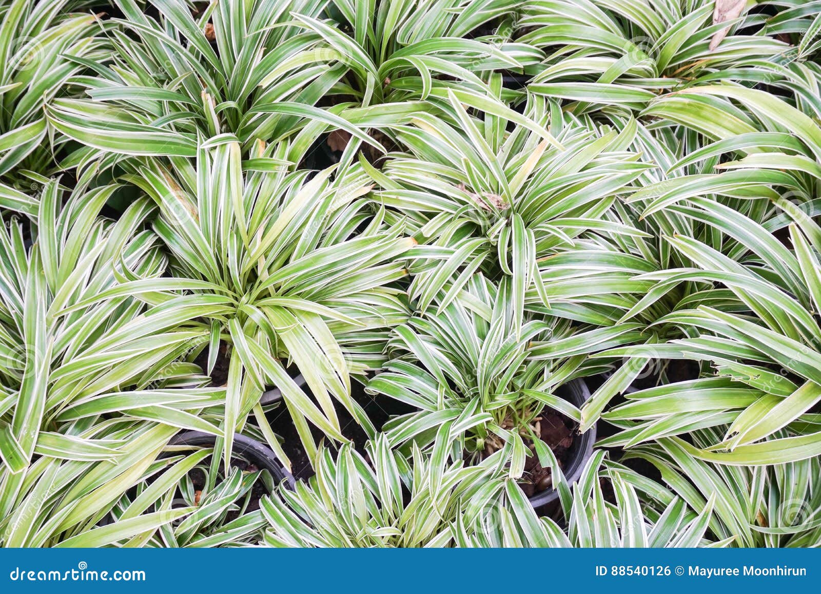 Light Green Plant Texture Background Stock Photo - Image of landscape ...