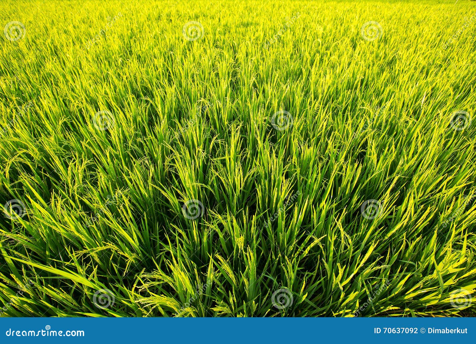 Light Green Rice Field on a Bright Sunny Day. Nature. Stock Photo ...