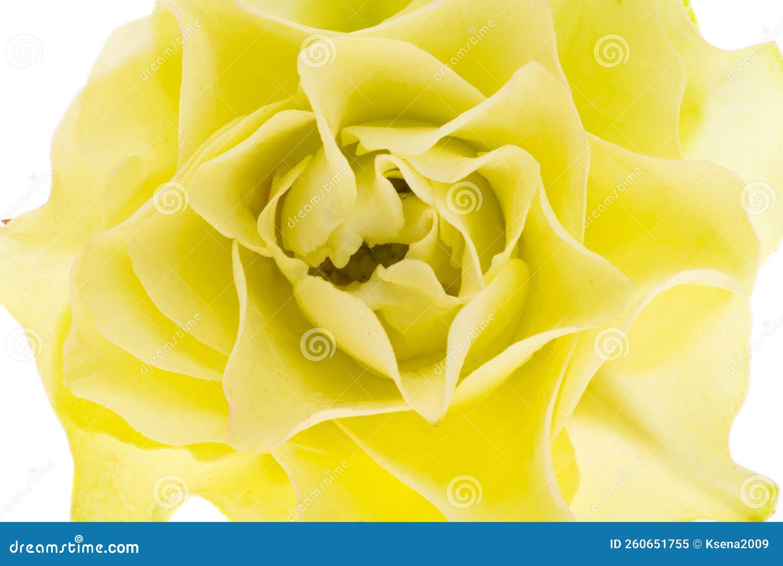 Light green rose isolated stock image. Image of floral - 260651755