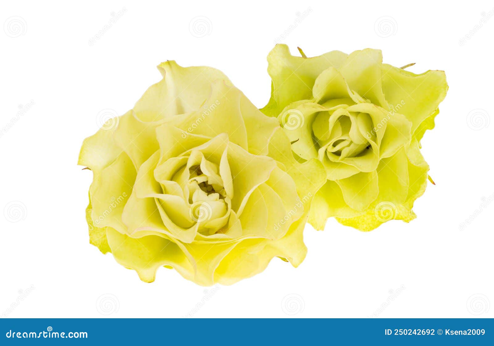 Light green rose isolated stock photo. Image of beauty - 250242692