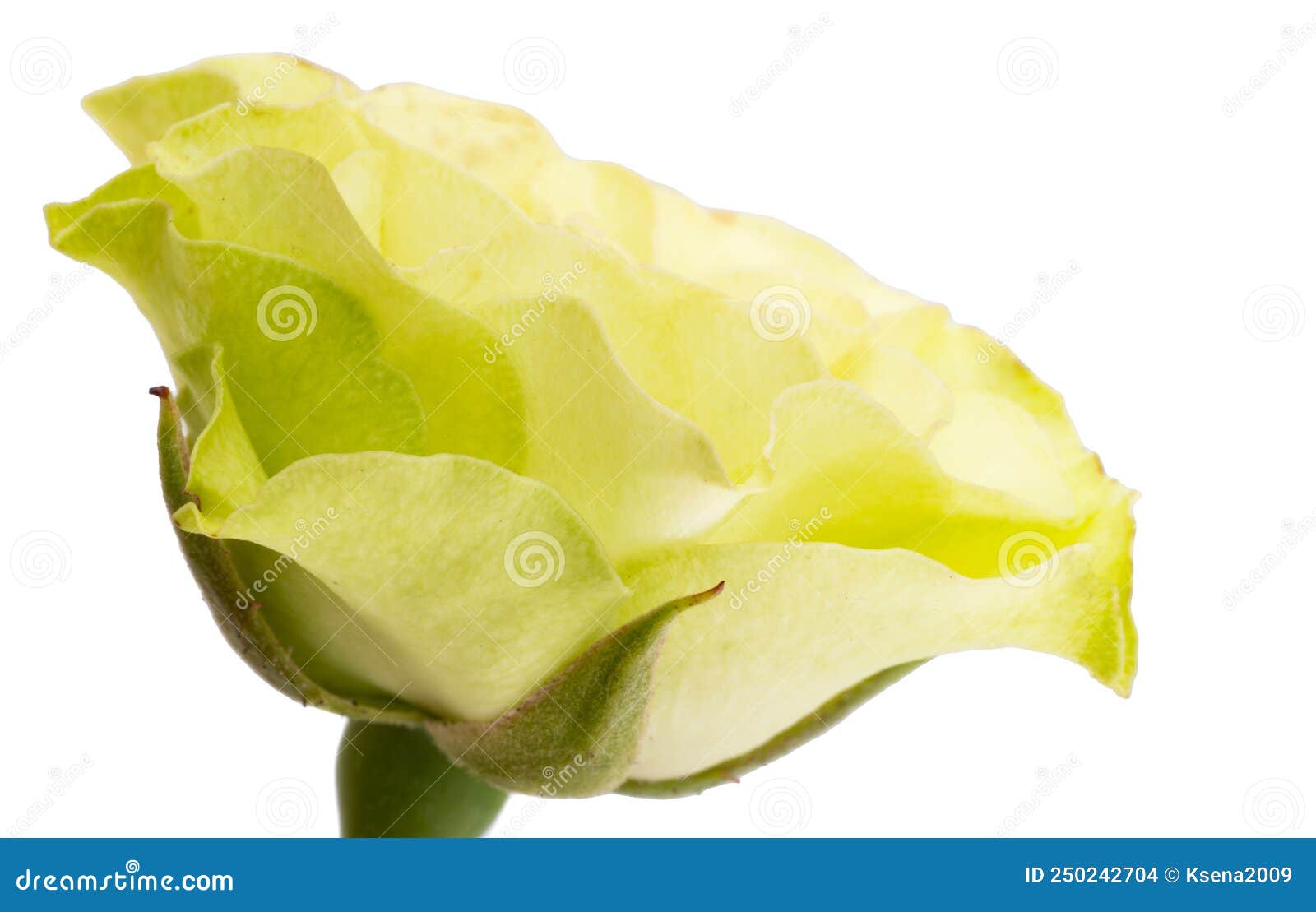 Light green rose isolated stock photo. Image of background - 250242704