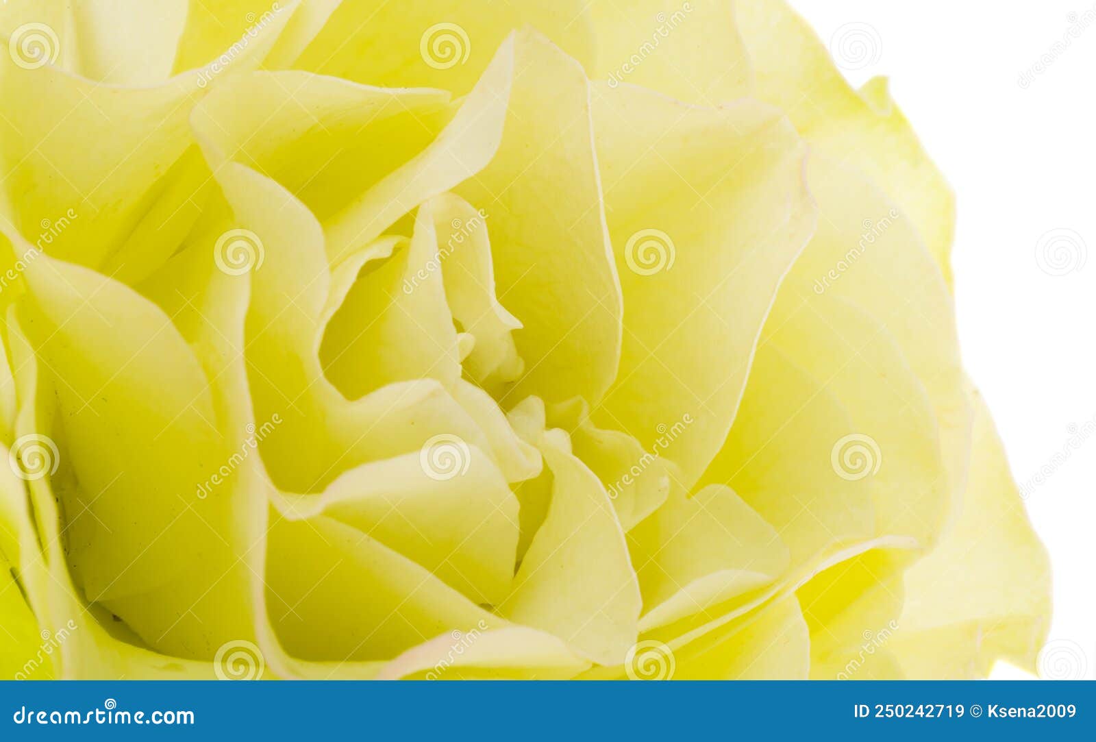 Light green rose isolated stock image. Image of spring - 250242719