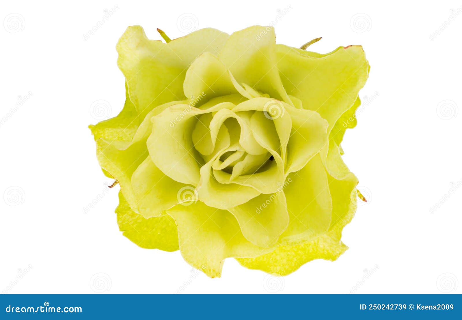 Light green rose isolated stock image. Image of white - 250242739