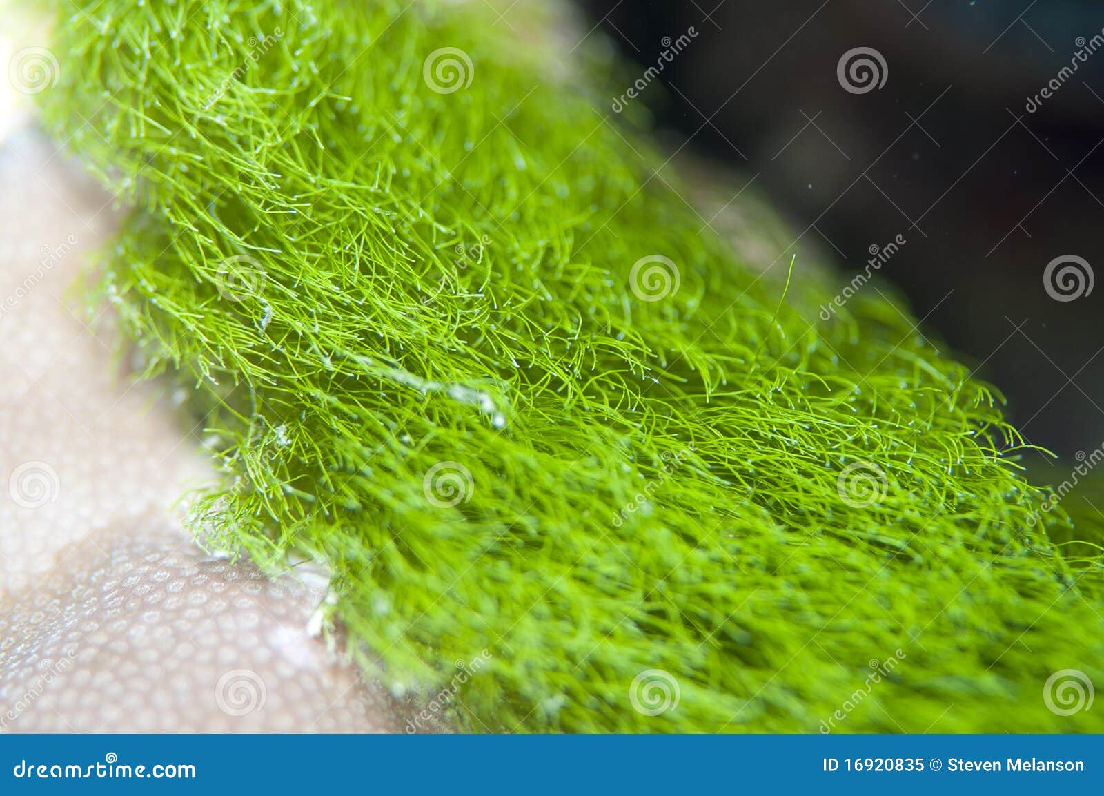 Light green sea grass stock image. Image of india, scuba - 16920835