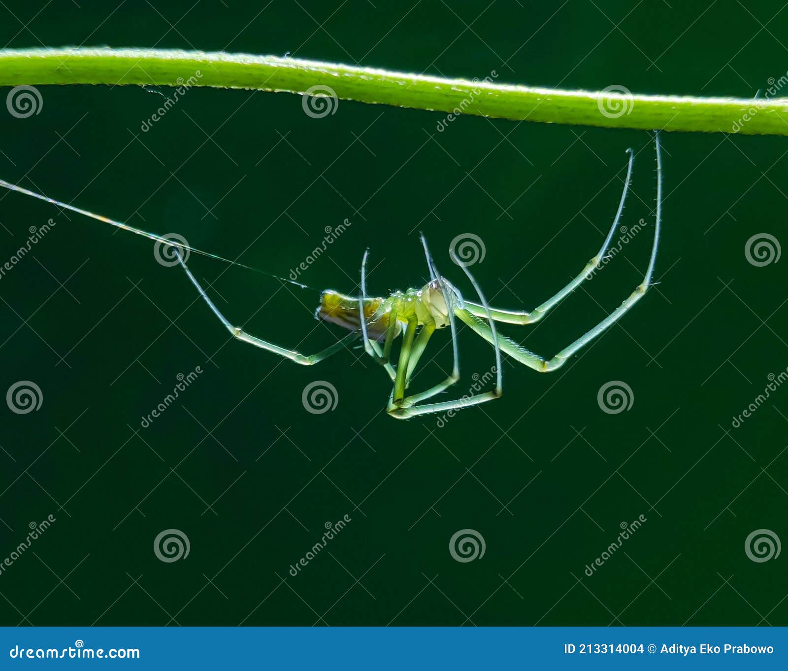 Light Green Spider stock photo. Image of arthropod, green - 213314004